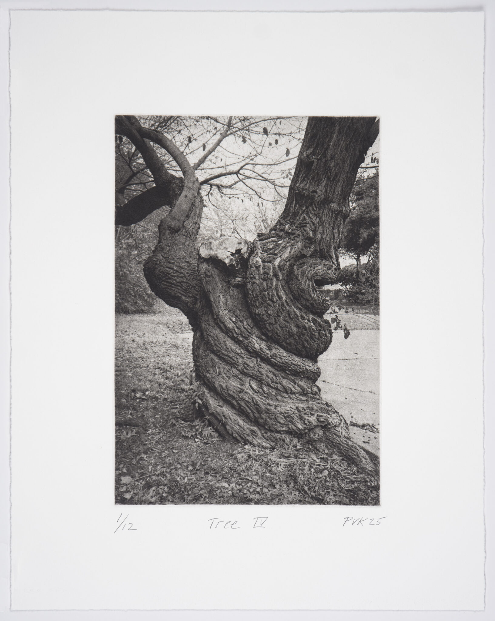 Tree IV by Philip Van Keuren | Printed Editions